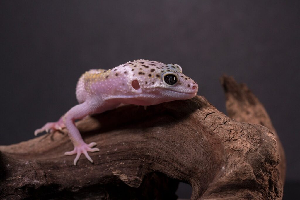 All About African Fat Tail Geckos In The Wild - Reptile Scout