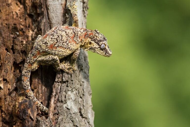 Gecko Impaction: Causes, Symptoms, and Treatment - Reptile Scout