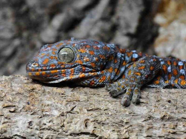 Why Is My Tokay Gecko Changing Colors? - Reptile Scout