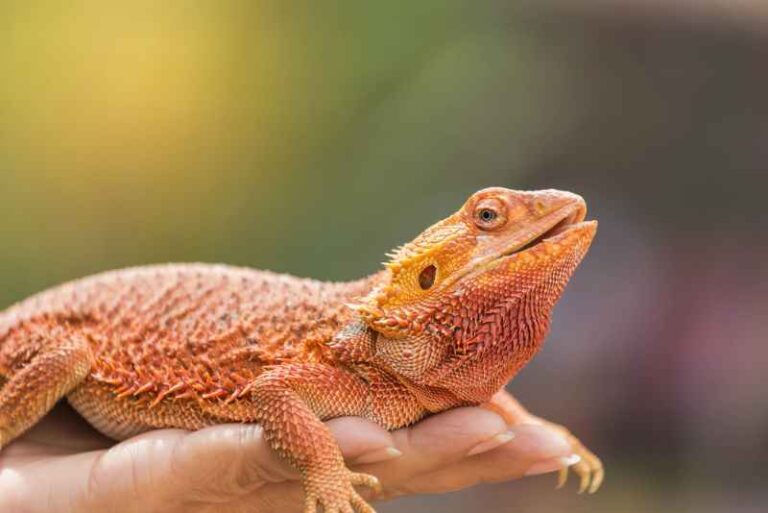 All About Bearded Dragon Gulping - Reptile Scout