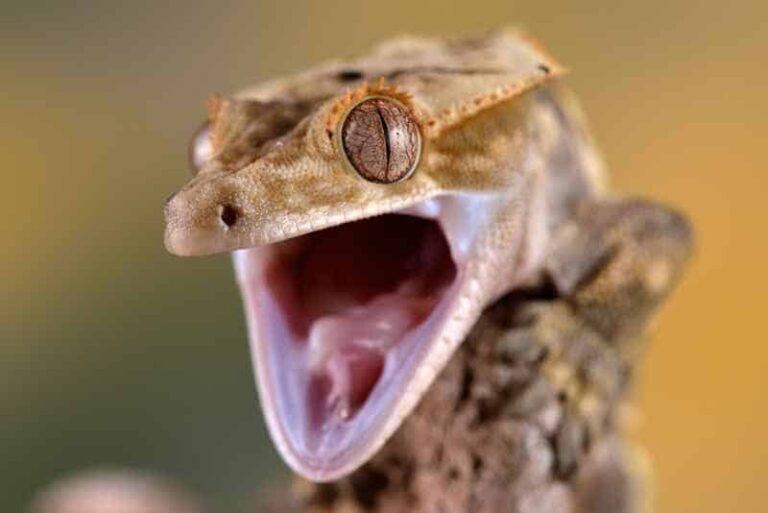 Crested Gecko Noises & Sounds: Why They Make Become Vocal - Reptile Scout