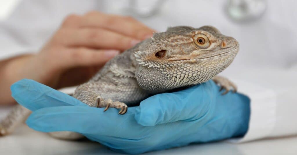 How to Treat and Prevent a Bearded Dragon Burn - Reptile Scout