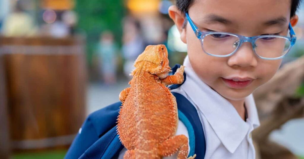 What to Do If A Bearded Dragon Scratches You? - Reptile Scout